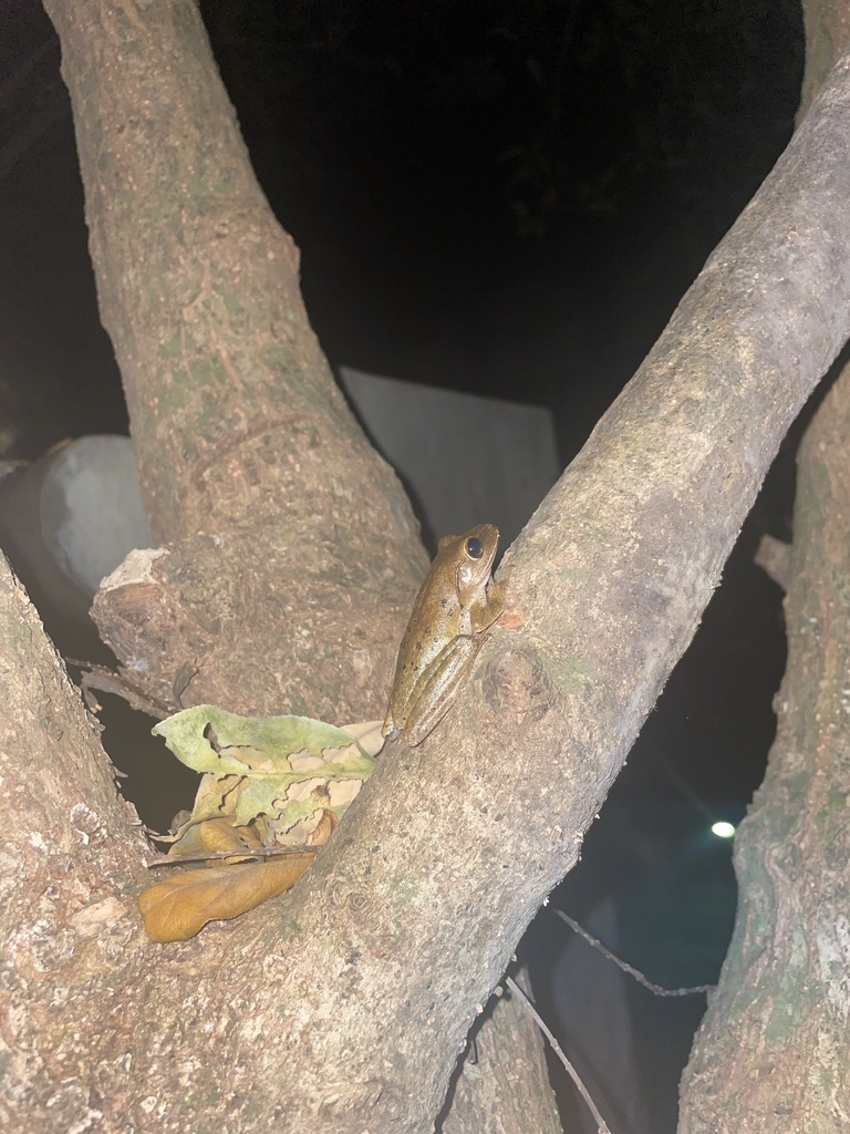 whipping frogs from River Road, Siem Reap, Siem Reap, KH on January 1, 2024 at 09:26 PM by ...