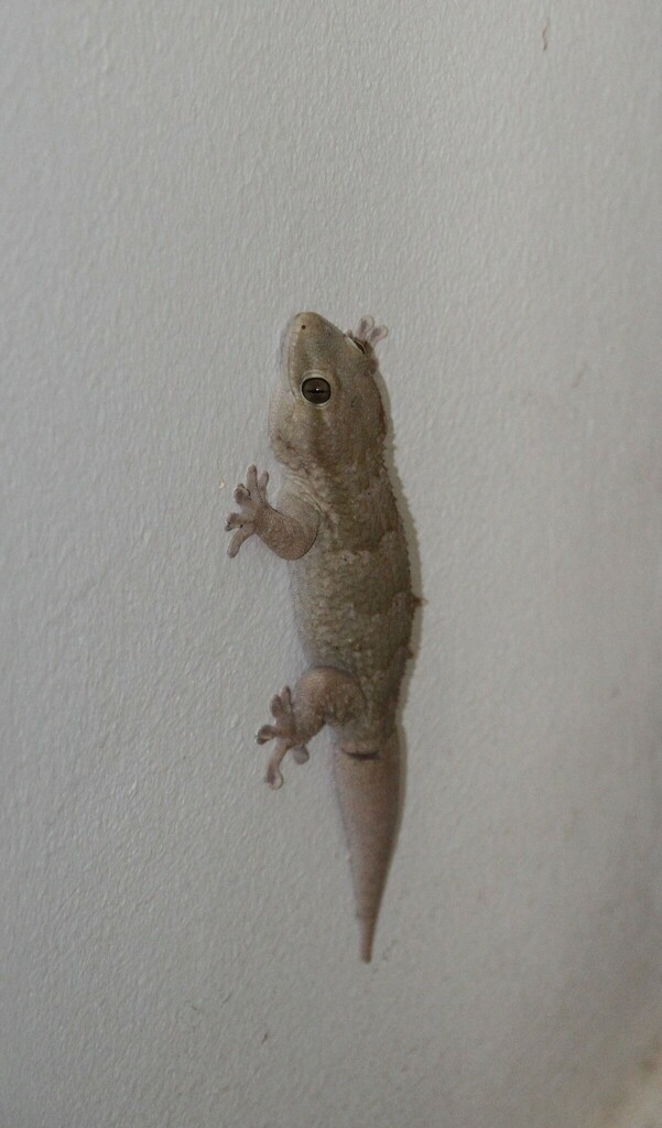Ringed Wall Gecko from Mbodiene, Senegal on November 28, 2023 at 08:07 ...