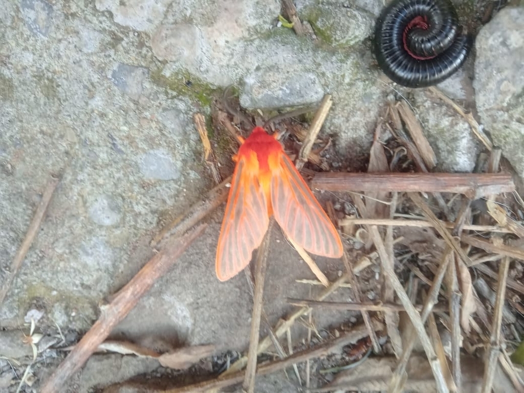 Laterite Matron from Tarkastad, 5370, South Africa on January 1, 2024 ...