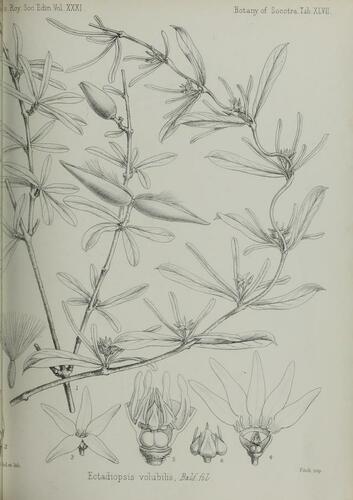 Cryptolepis volubilis · iNaturalist