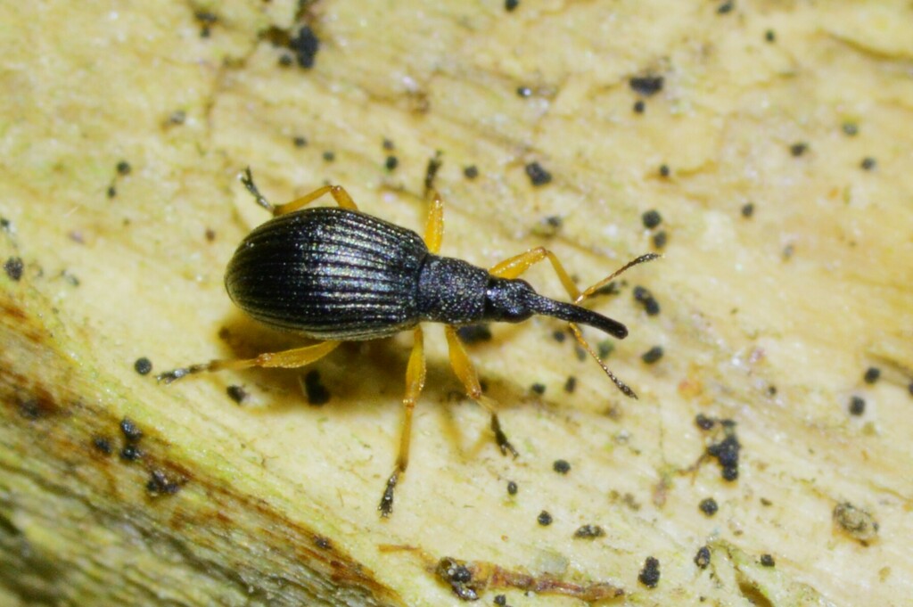 Protapion fulvipes from Hallerndorf, Deutschland on January 1, 2024 at ...