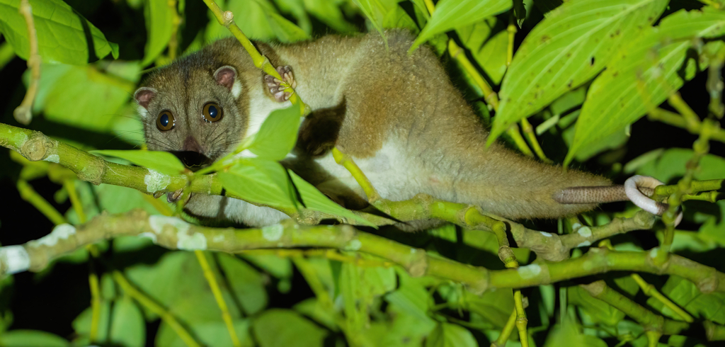 Northern Common Cuscus from Central Maluku Regency, Maluku, Indonesia ...