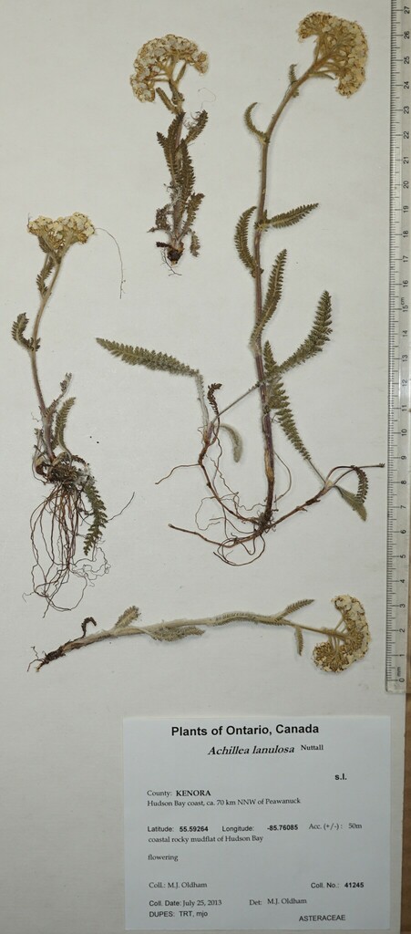 common yarrow complex from Canada, Ontario, KENORA County, Hudson Bay ...