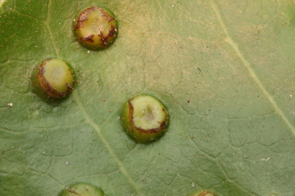 Procontarinia mangiferae from Kibwezi West, KE-MK, KE on January 1 ...