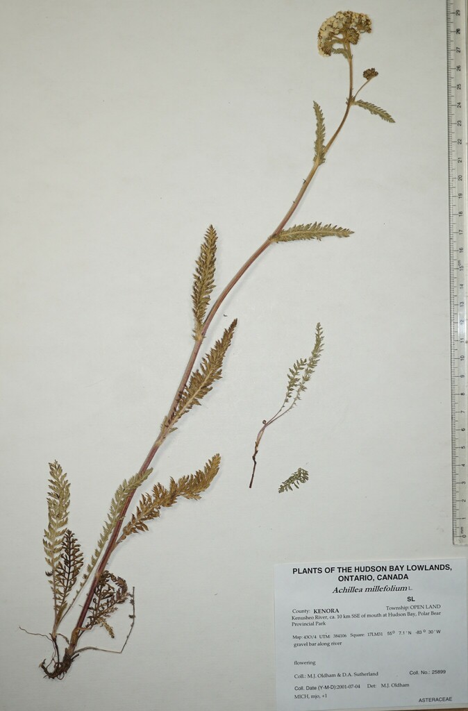 common yarrow from Canada, Ontario, KENORA County, Kinushseo River, ca ...
