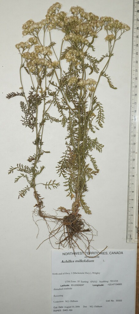 common yarrow from Canada, Northwest Territories, north end of Hwy. 1 ...