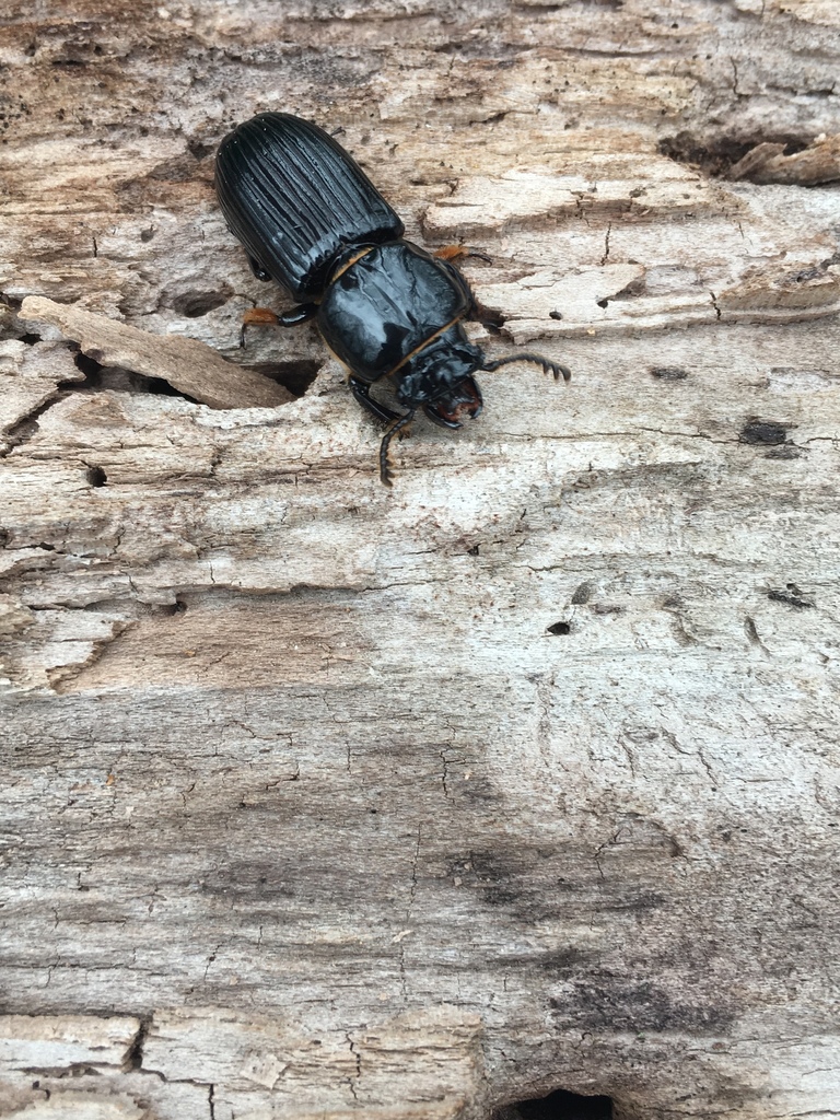 Horned Passalus Beetle from Double Rock Park, Parkville, MD, US on ...