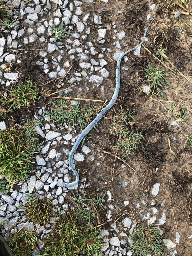 Rough Greensnake in May 2023 by jdross87. DECEASED “green” snake ...