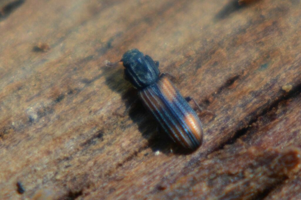 Crenate Cylindrical Bark Beetle from 5072 Oeschgen, Schweiz on August ...