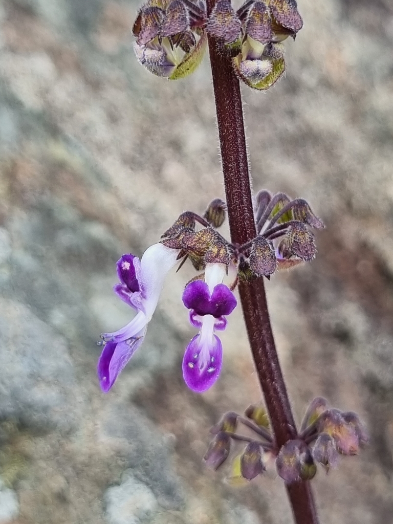 Vicks Plant from Mbombela, South Africa on January 1, 2024 at 09:21 AM ...