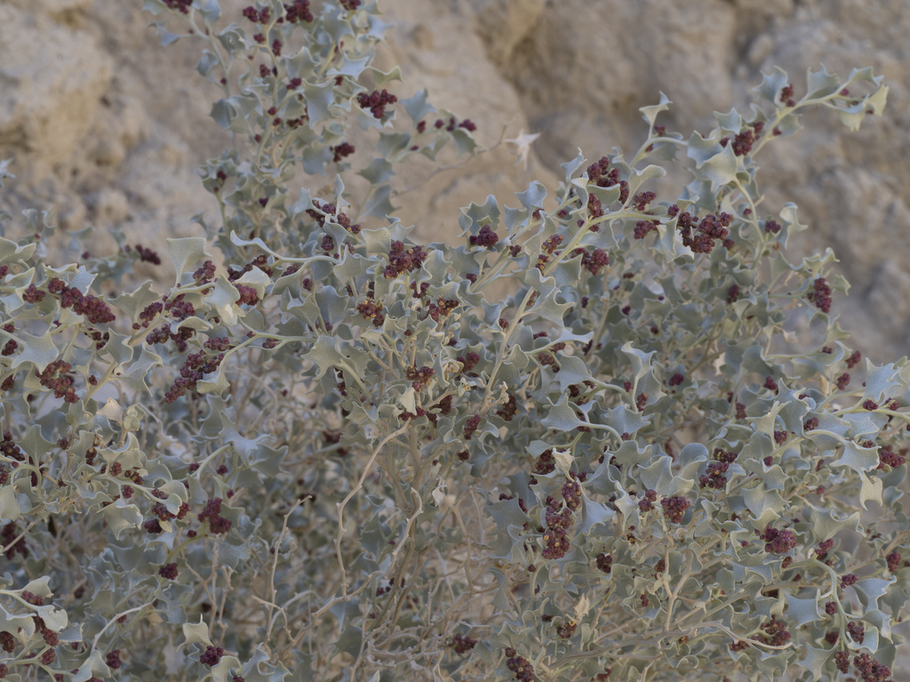 Desert Holly from Imperial County, CA, USA on December 30, 2023 at 11: ...