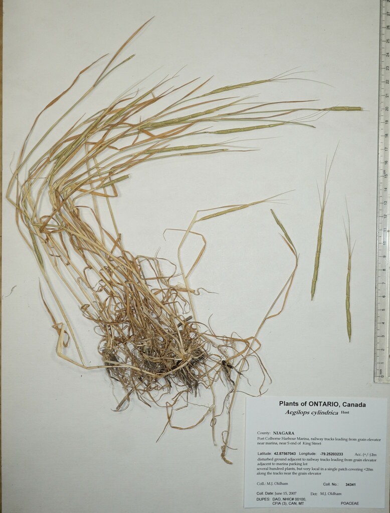 jointed goat grass from Canada, Ontario, NIAGARA County, Port Colborne ...