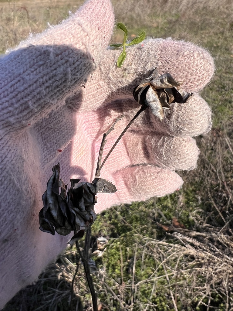 Illinois bundleflower from Halff Park, Garland, TX, US on January 1 ...