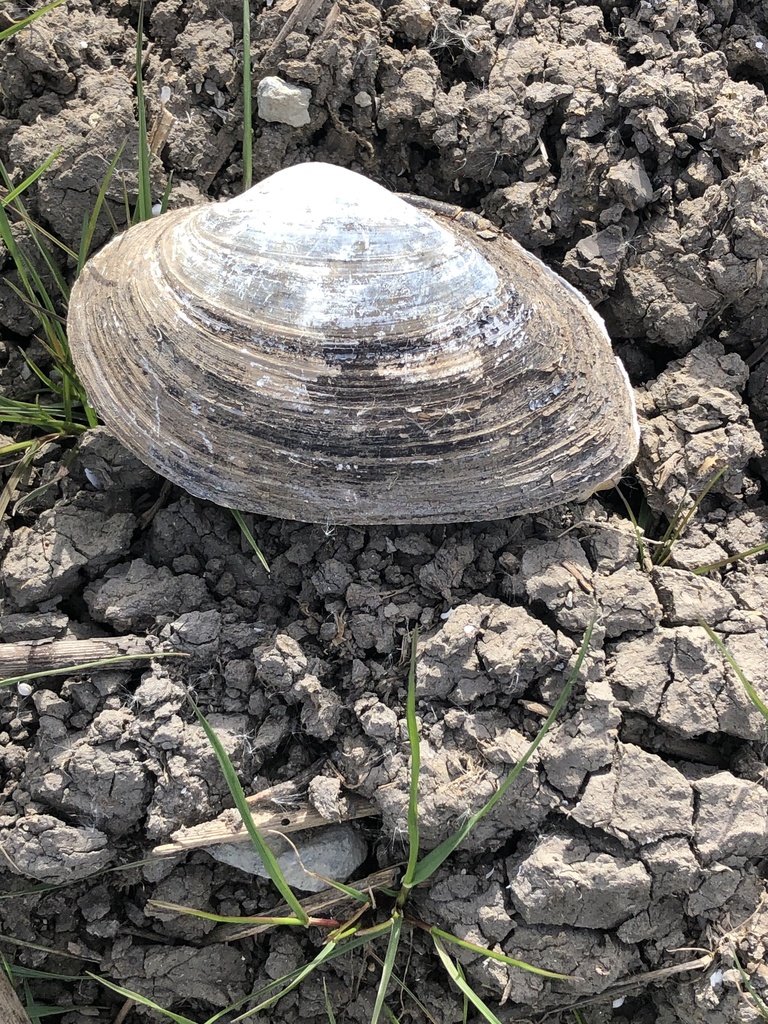 Giant Floater from Cement Creek Reservoir, Fort Worth, TX, US on ...