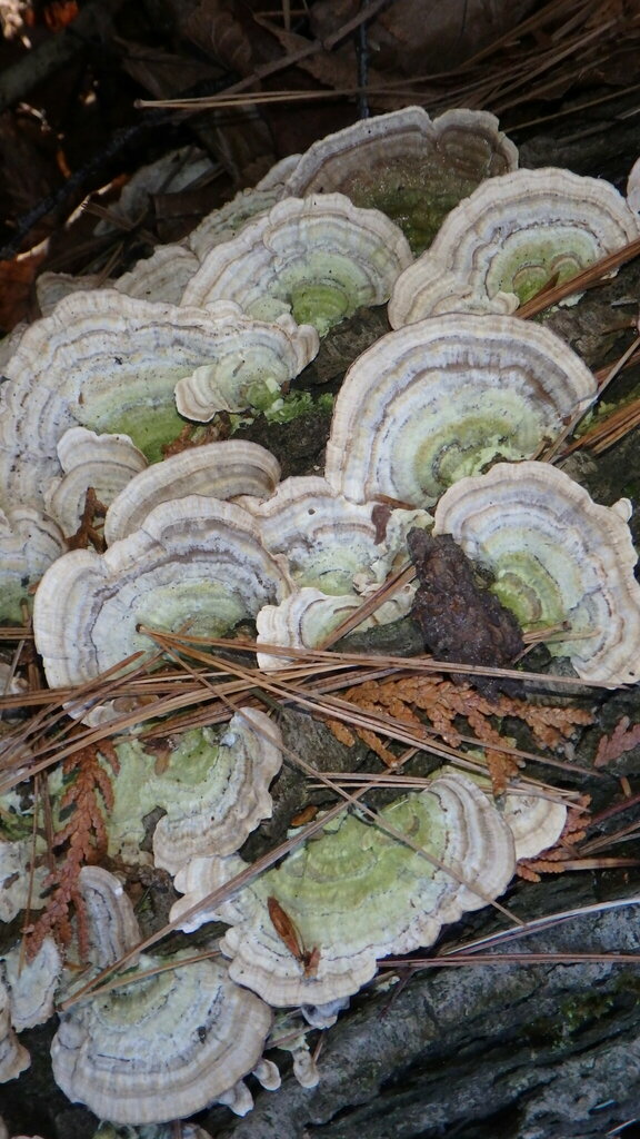 violet-toothed polypore from Two Rivers, WI, USA on December 30, 2023 ...