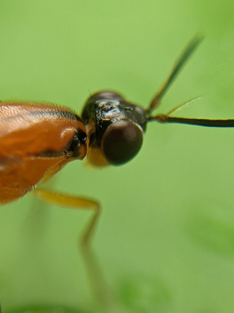Loxocera cylindrica from Arlington Forest, Arlington, VA, USA on May 13 ...