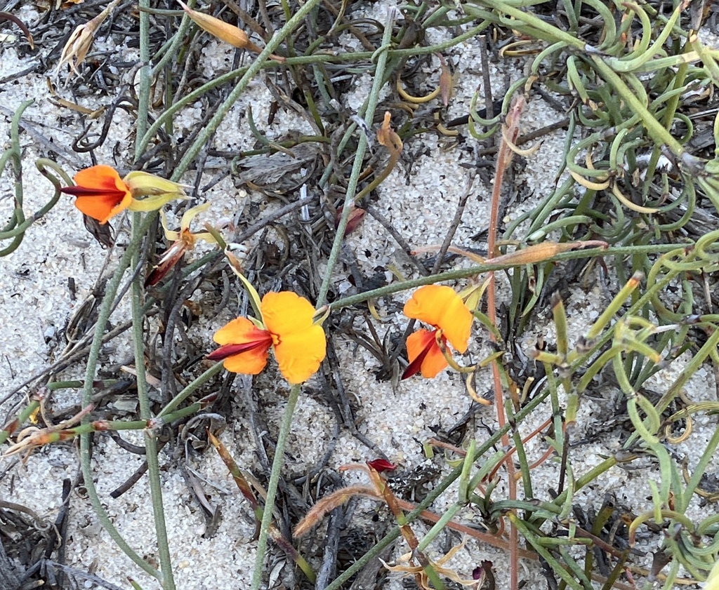 (Jacksonia lehmannii) - Botanical Realm