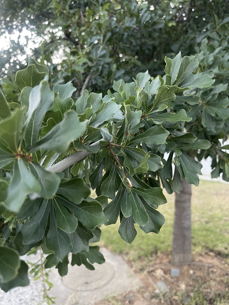 water oak from Volendam, Wellington, WC, ZA on January 1, 2024 at 07:50 ...