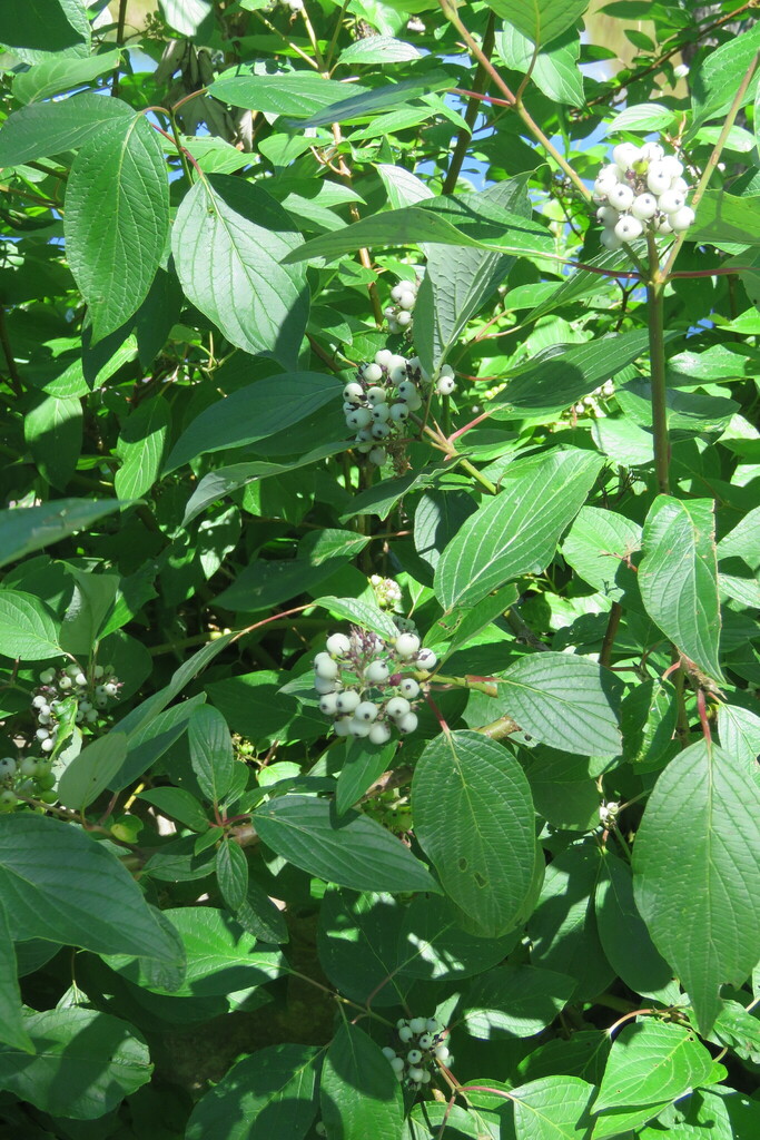 red osier dogwood from Macrae Farm Park, 1136 Macrae Rd, Colchester, VT ...