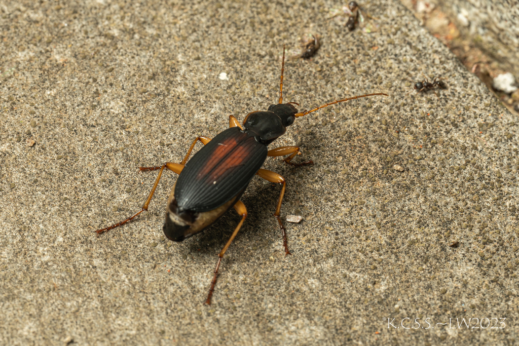 Dolichus halensis in August 2023 by kcss · iNaturalist