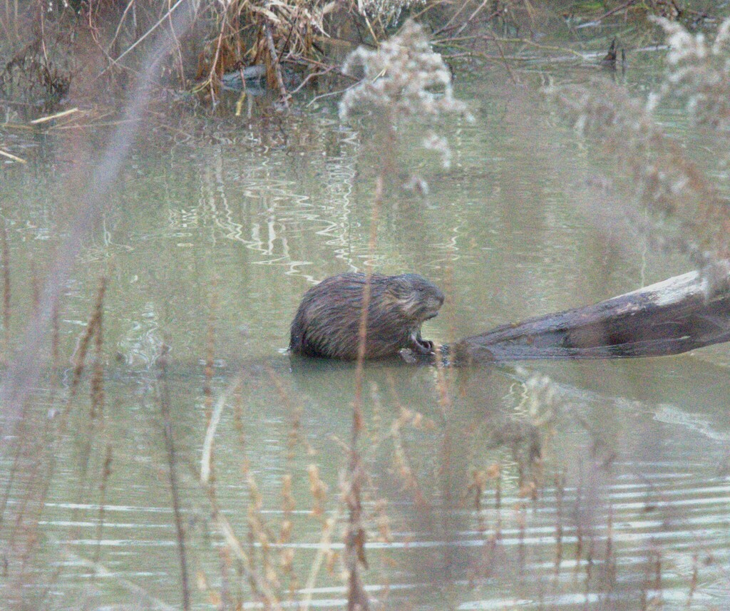 Muskrat from Brampton, ON, Canada on December 31, 2023 at 01:36 PM by ...
