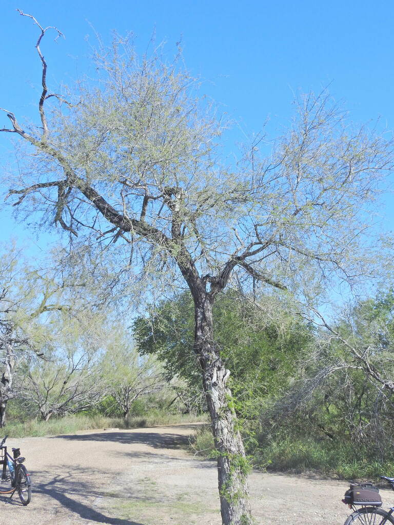 Wright Acacia from Hidalgo County, TX, USA on December 31, 2023 at 03: ...