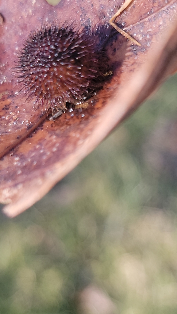 Hedgehog Gall Wasp from Pepperell on January 1, 2024 at 01:37 PM by ...