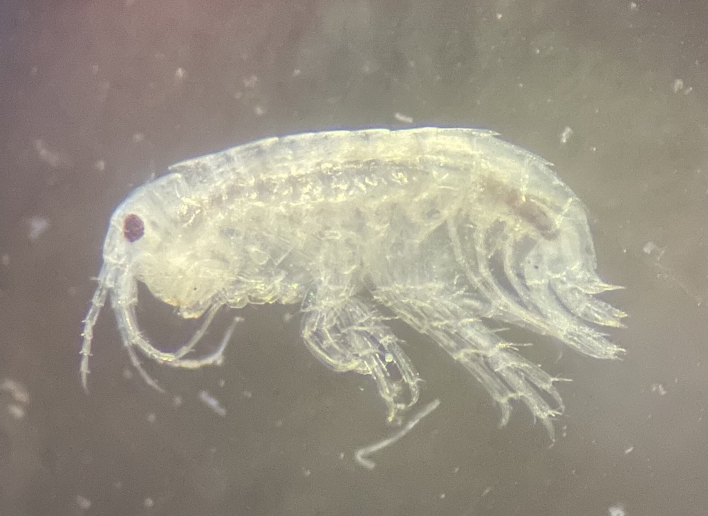 Hyalella azteca from Oviedo, FL, US on May 2, 2023 at 10:30 AM by ...