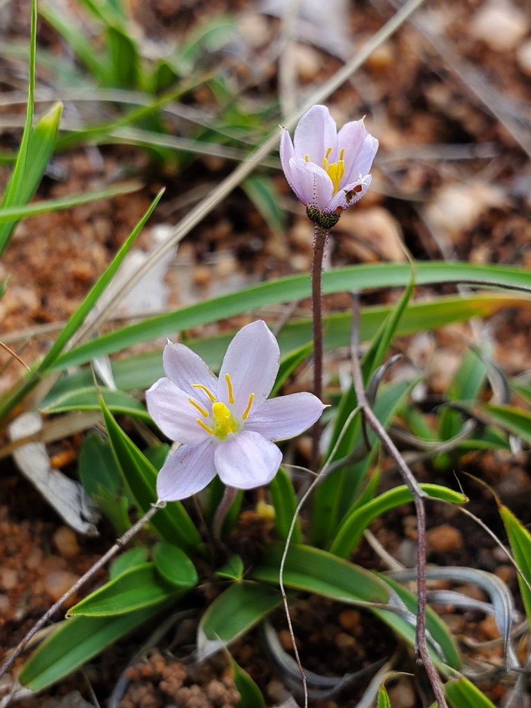 Xerophyta humilis from Mogalakwena, Südafrika on January 1, 2024 at 02: ...