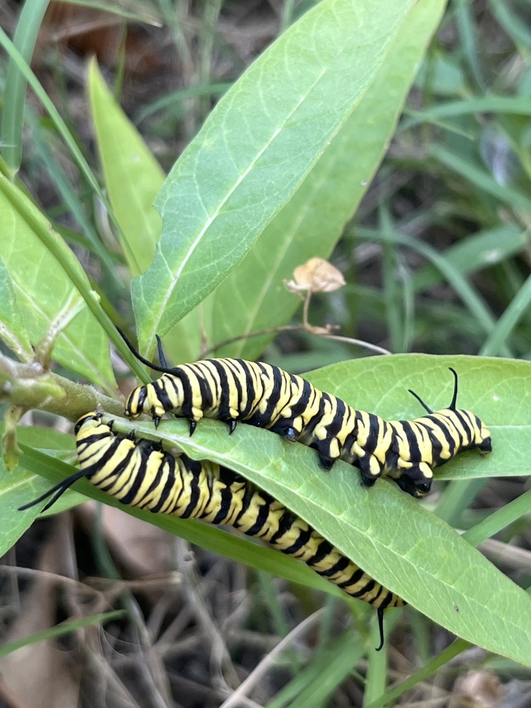 Southern Monarch from Paula Albarracin de Sarmiento, Moreno, Provincia ...