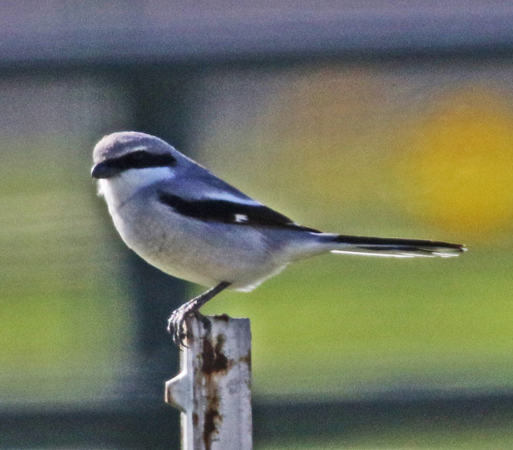 Loggerhead Shrike from Thrall area Williamson County, TX, USA on ...