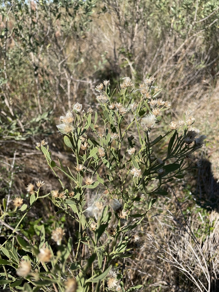 groundsel tree from Bald Point State Park, Panacea, FL, US on January 1 ...