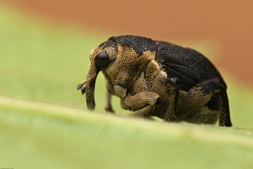 Iris weevil in May 2023 by Third Silence Nature Photography · iNaturalist
