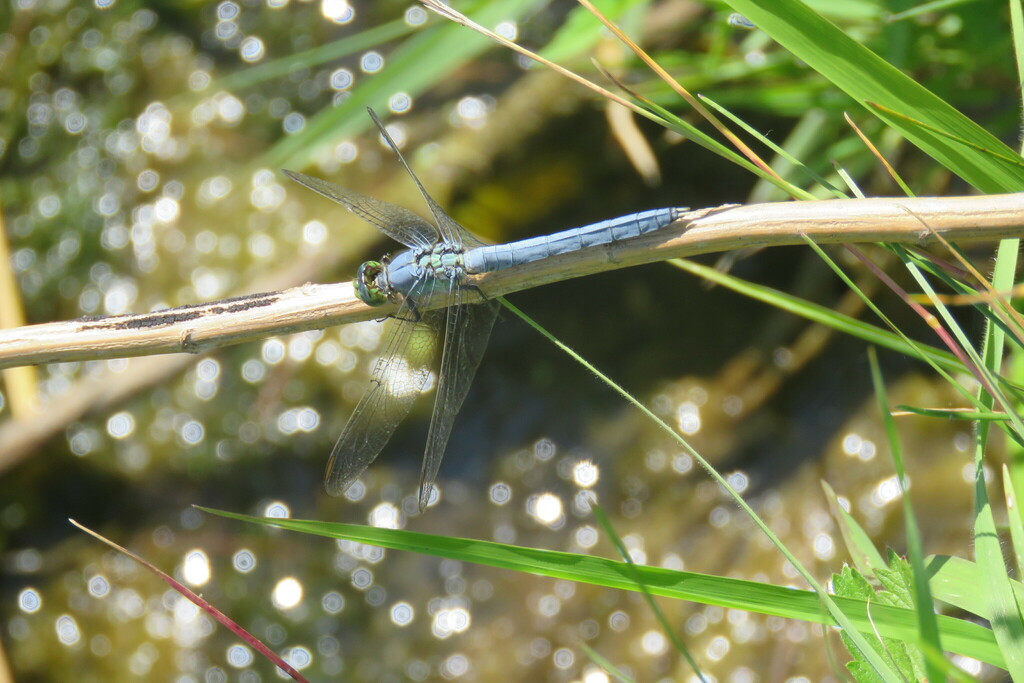 Eastern Pondhawk from Colchester Pond, Colchester, VT 05446, USA on ...
