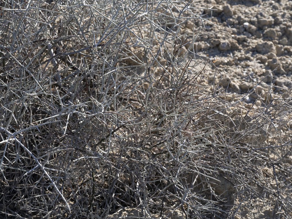 White Rhatany from Imperial County, CA, USA on December 30, 2023 at 02: ...