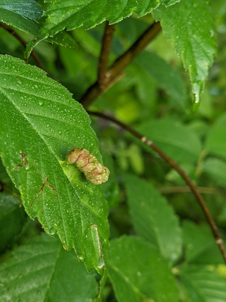 Elm Cockscomb Aphid from Groveton, VA, USA on May 14, 2023 at 07:08 AM ...