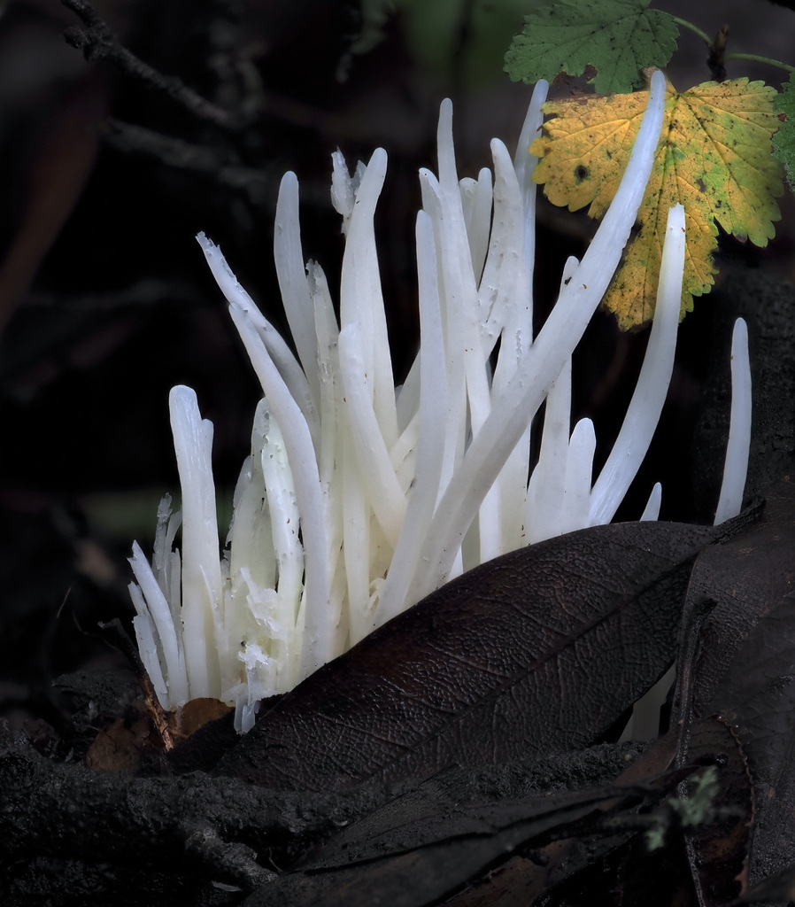 Fairy Fingers from Berkeley, CA 94705, USA on December 30, 2023 at 03: ...