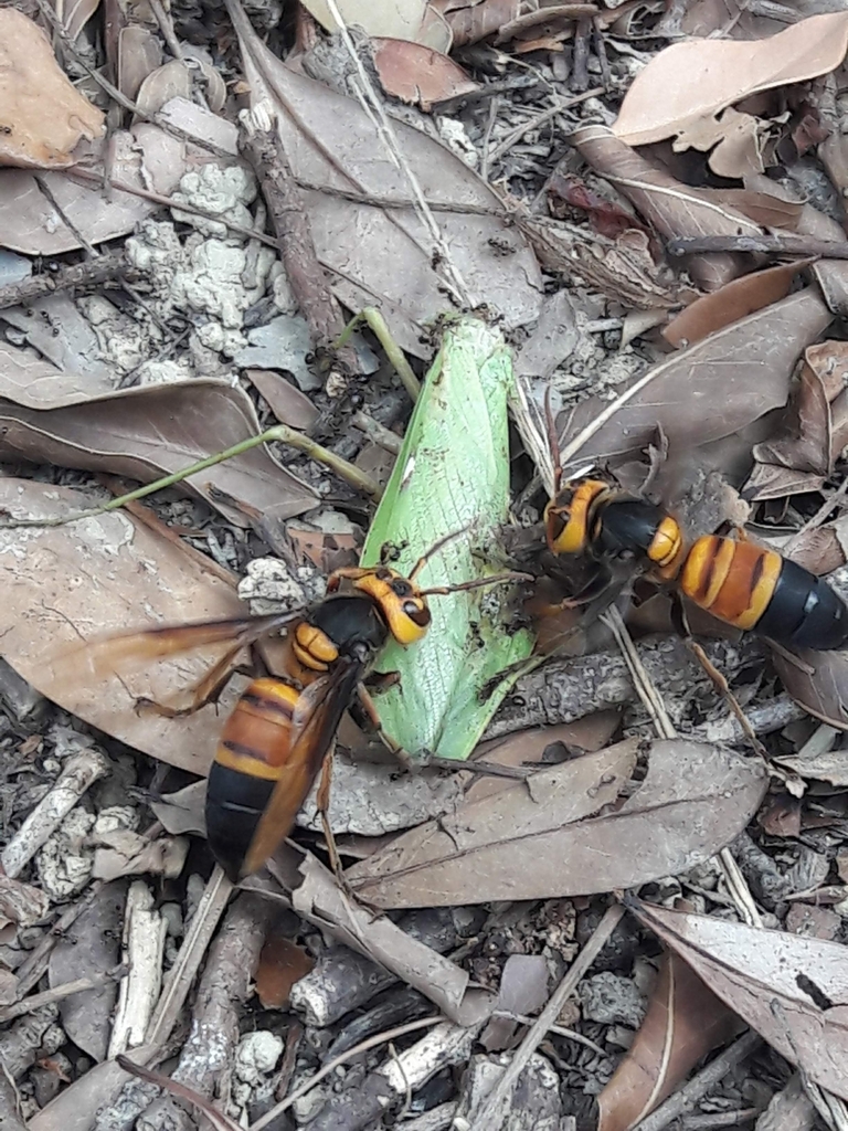 Southern Giant Hornet from Lantau Island, Hong Kong on November 8, 2018 ...