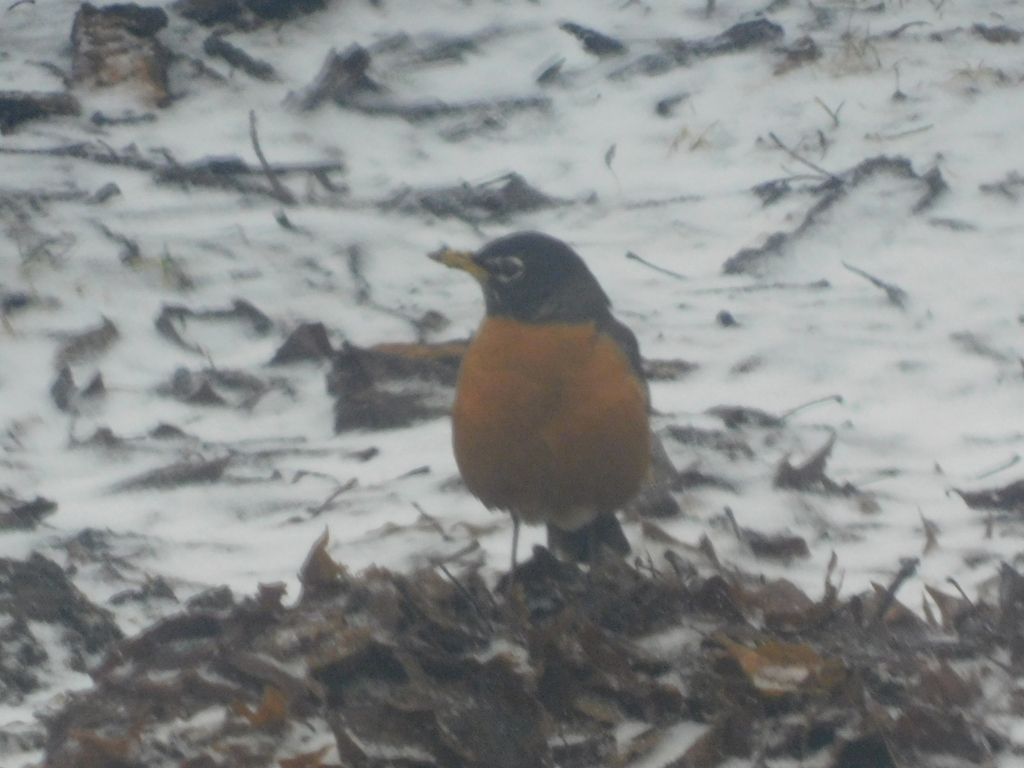 American Robin from Washington County, US-VT, US on April 08, 2019 by ...