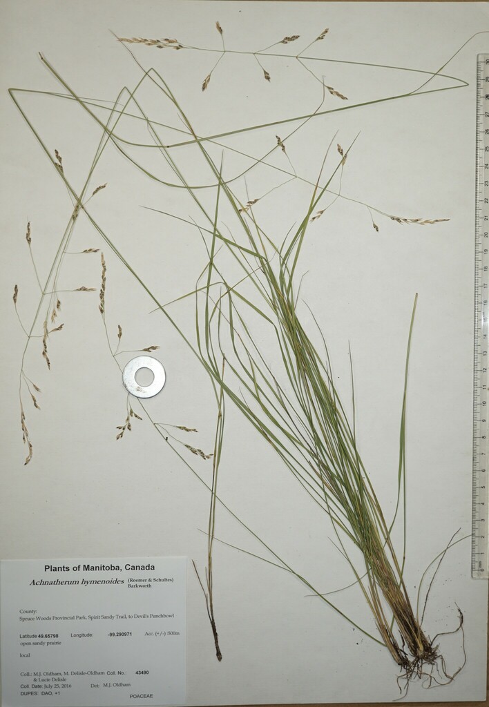 Little Mountain-ricegrass from Canada, Manitoba, County, Spruce Woods ...