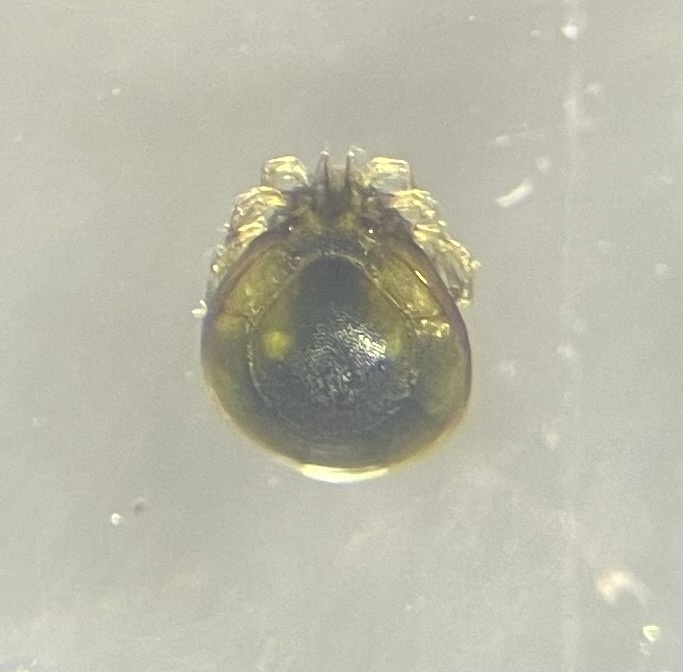 Water Mites from Oviedo, FL, US on May 2, 2023 at 10:33 AM by ...