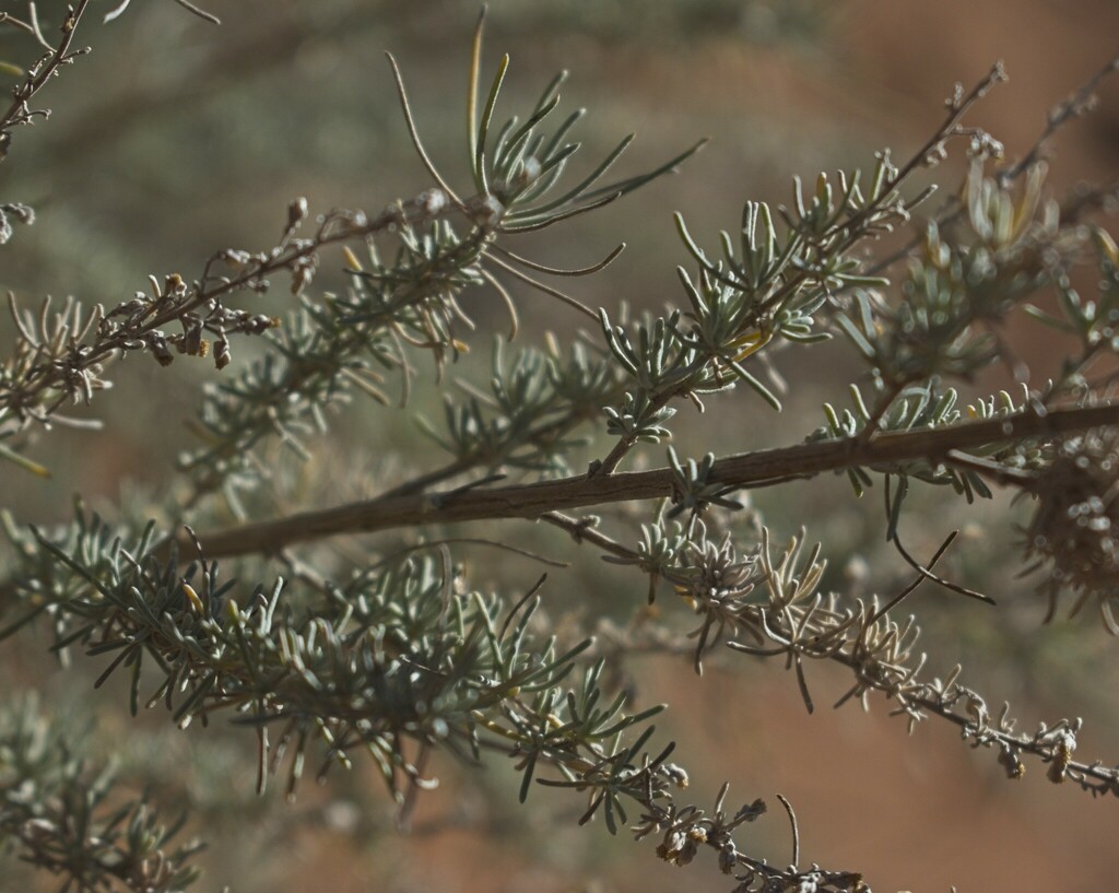 sand sagebrush from Washington County, UT, USA on December 24, 2023 at ...