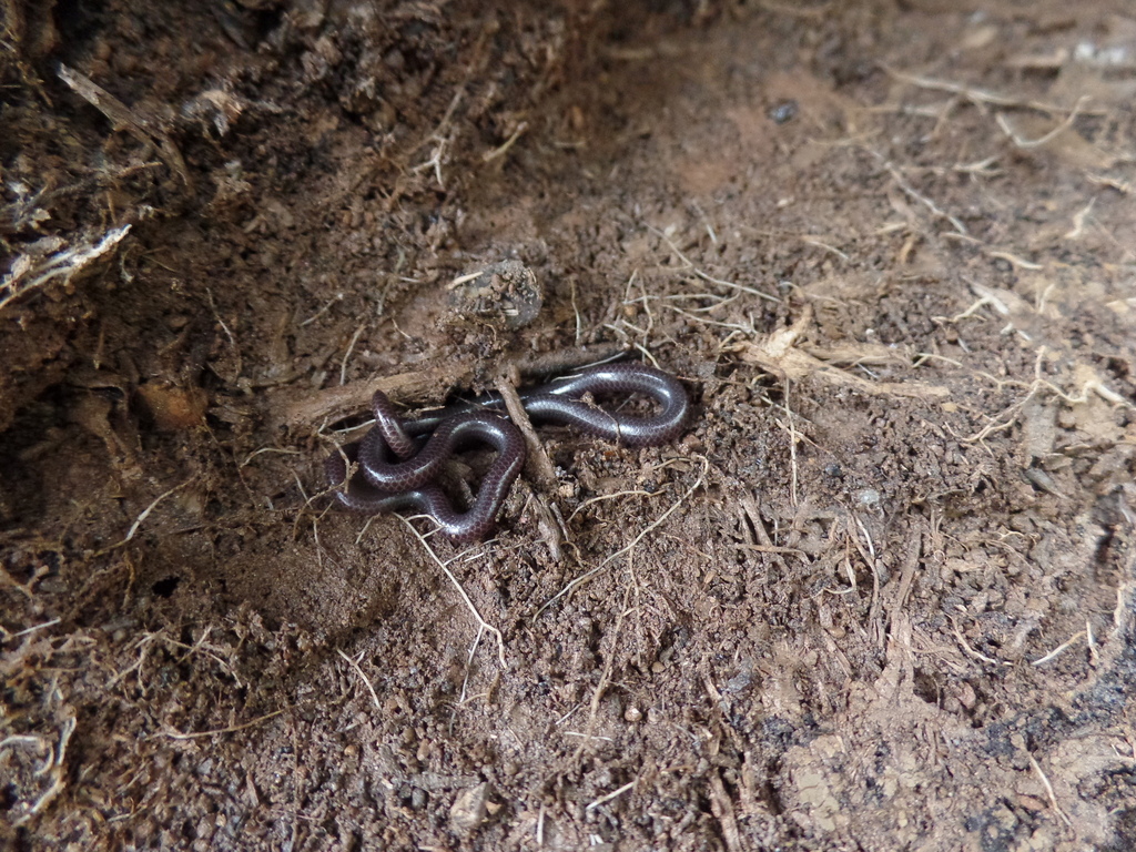 Black Thread Snake from Sarah Baartman District Municipality, South ...