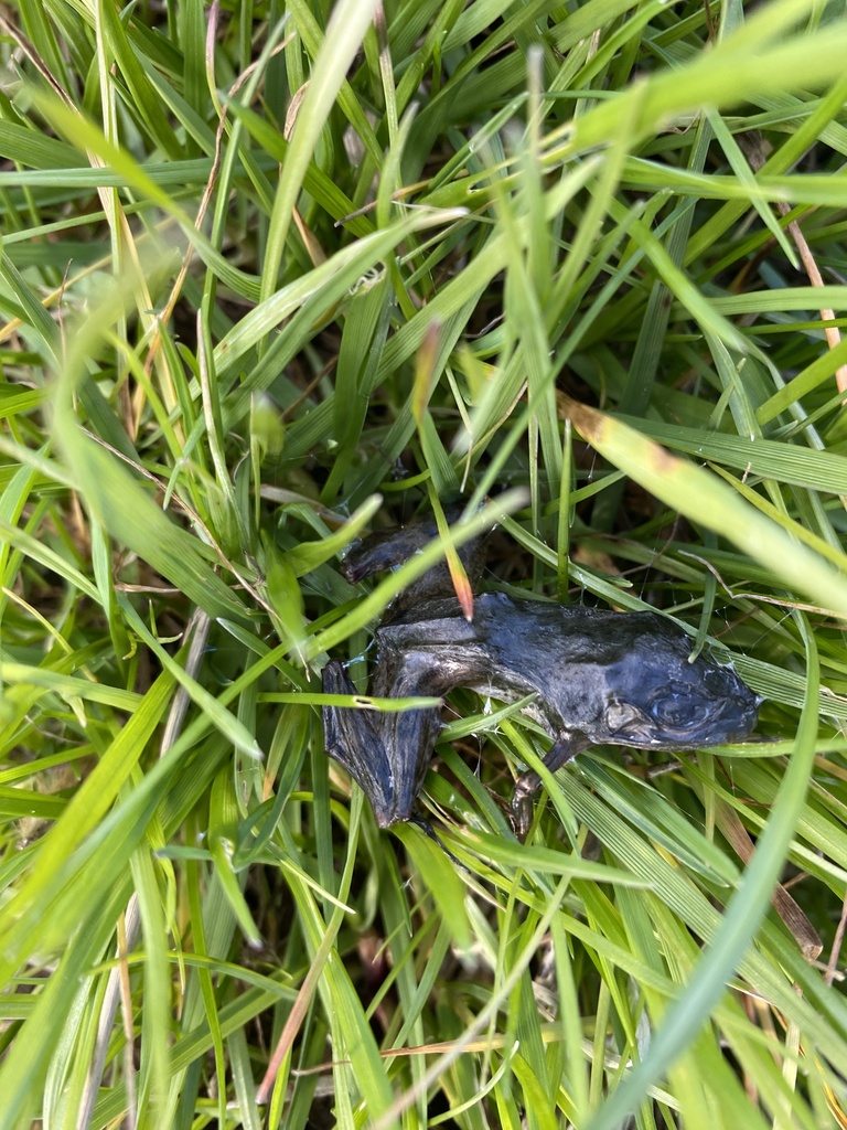 American Bullfrog in December 2023 by stacys. Found dead by the creek ...
