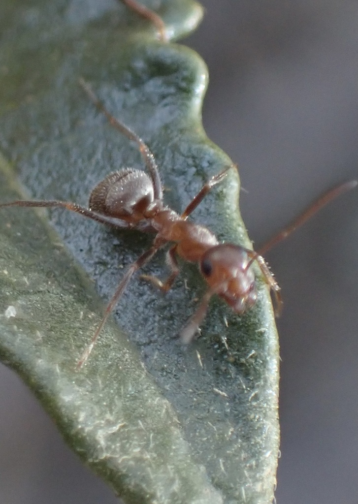 Francoeur's Field Ant from Rialto, CA, US on December 31, 2023 at 11:32 ...