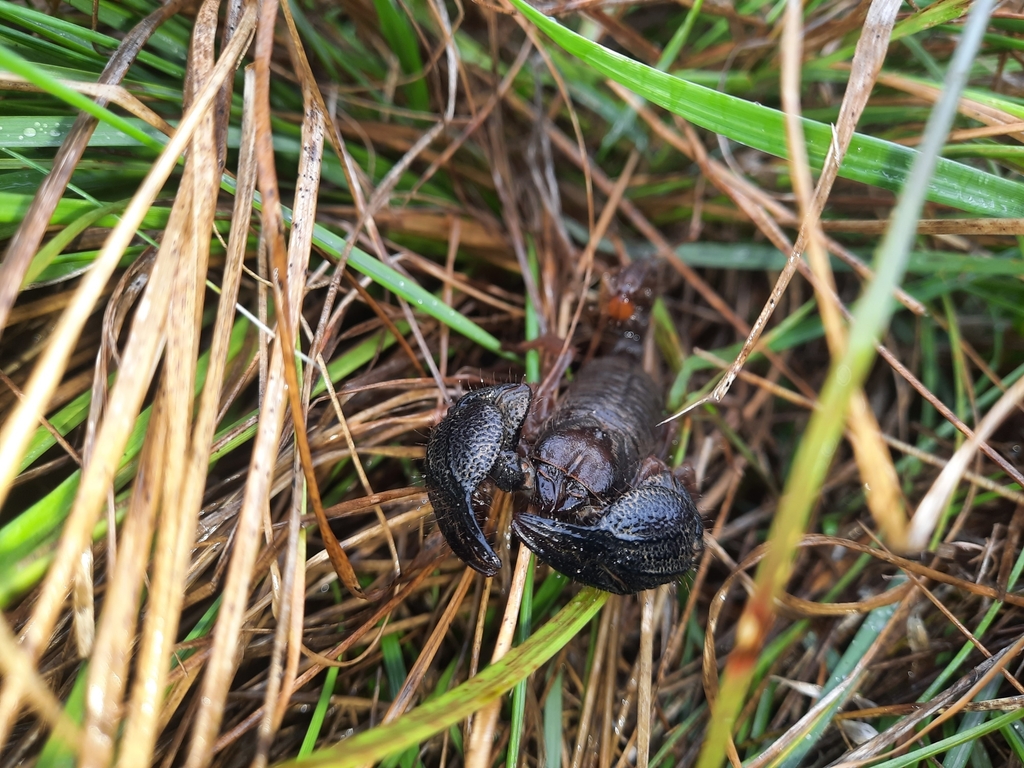 Sideclaw Burrowing Scorpion from Cacadu, ZA-EC, ZA on January 1, 2024 ...