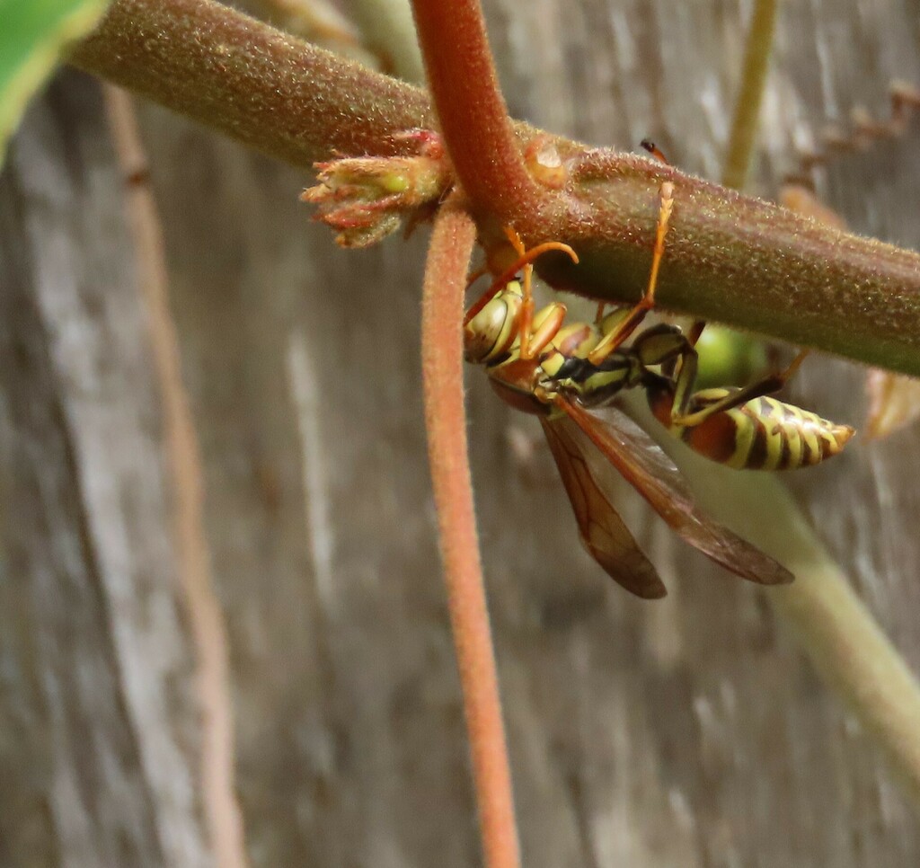 Guinea Paper Wasp from Dickinson, TX 77539, USA on January 1, 2024 at ...