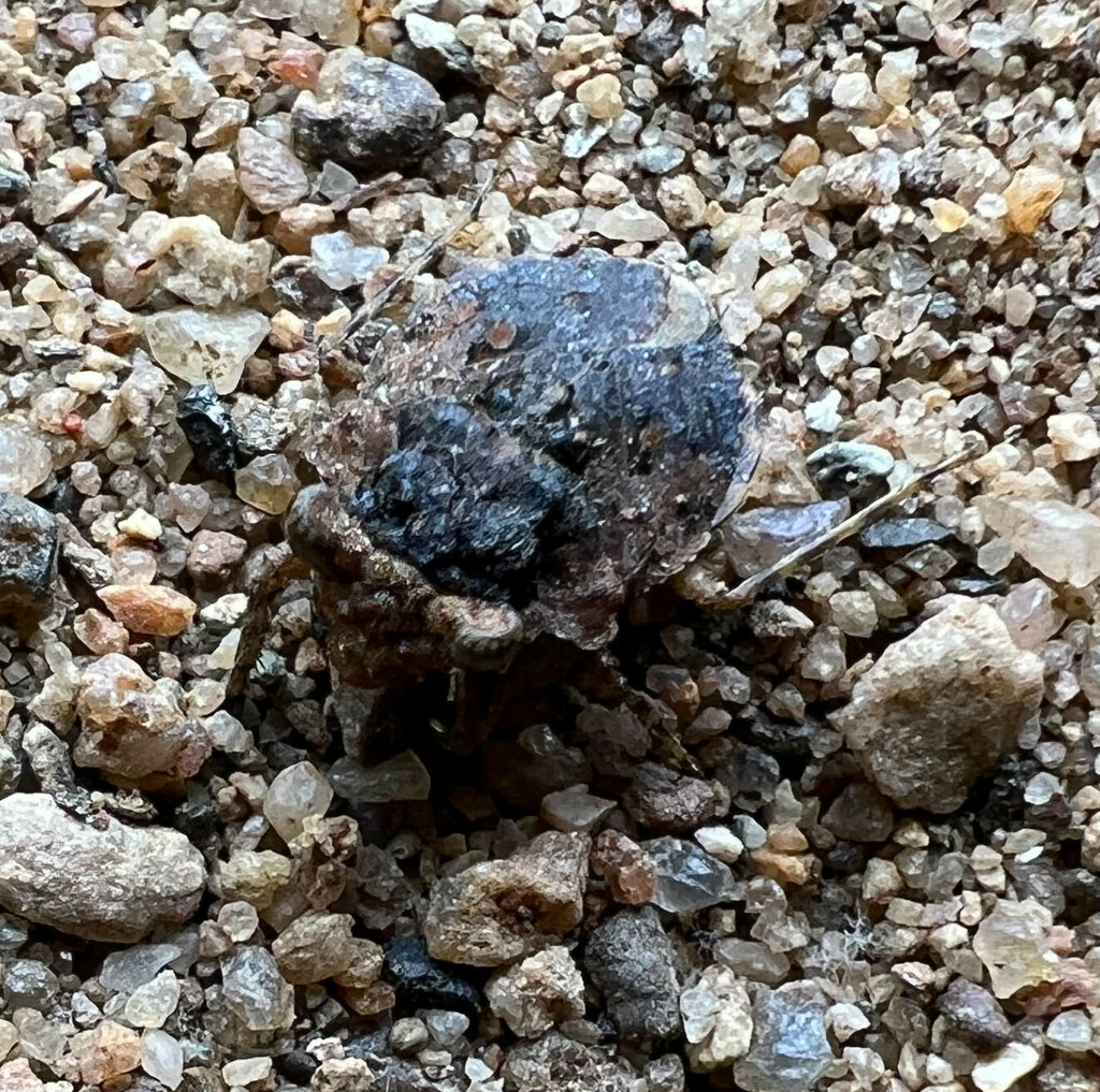 Big-eyed Toad Bug from Potomac, MD, USA on June 9, 2023 at 12:00 PM by ...
