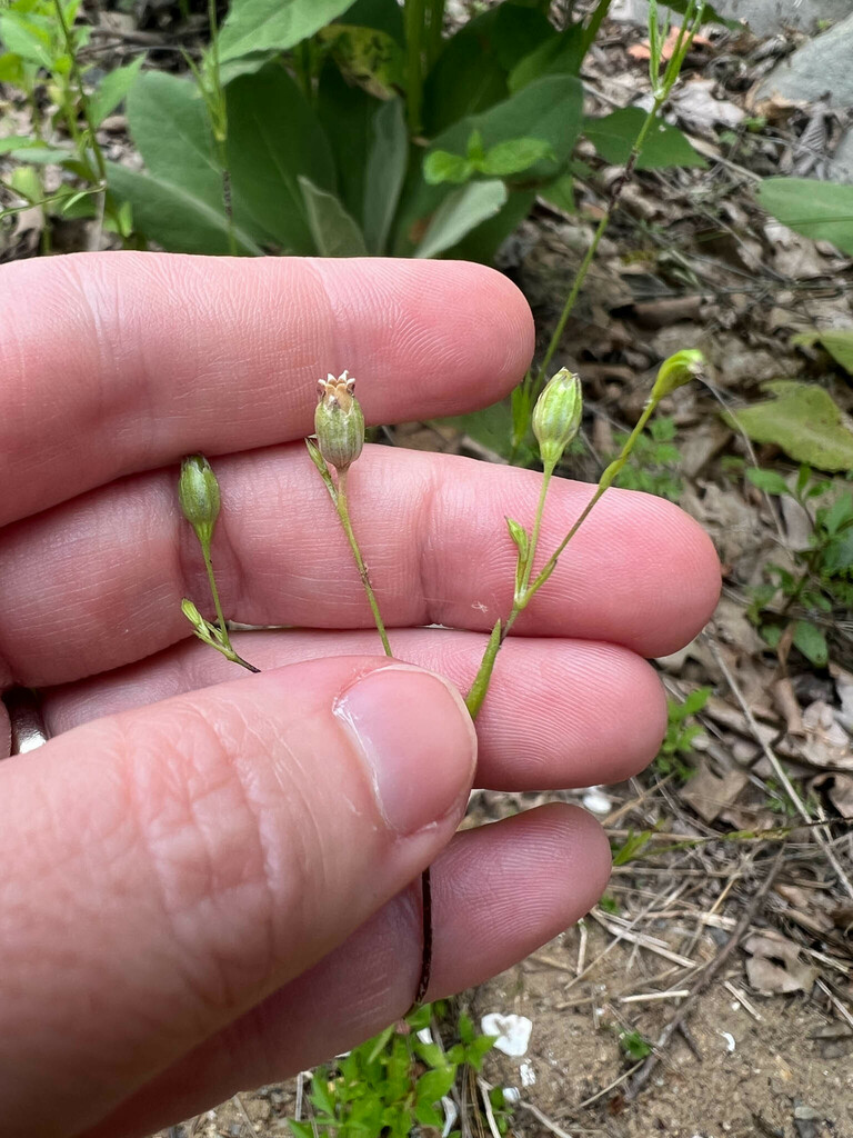 sleepy catchfly from Potomac, MD, USA on June 9, 2023 at 12:54 PM by ...