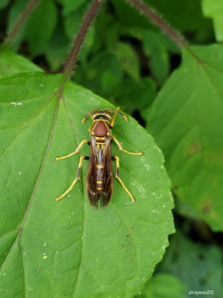 Unstable Paper Wasp from Hidalgo, Mich., México on December 22, 2023 at ...